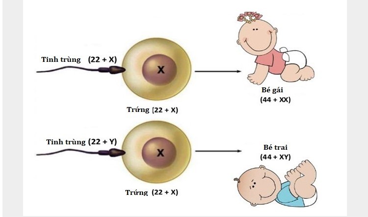 Cách tính sinh con trai theo ý muốn cực chuẩn lại khoa học